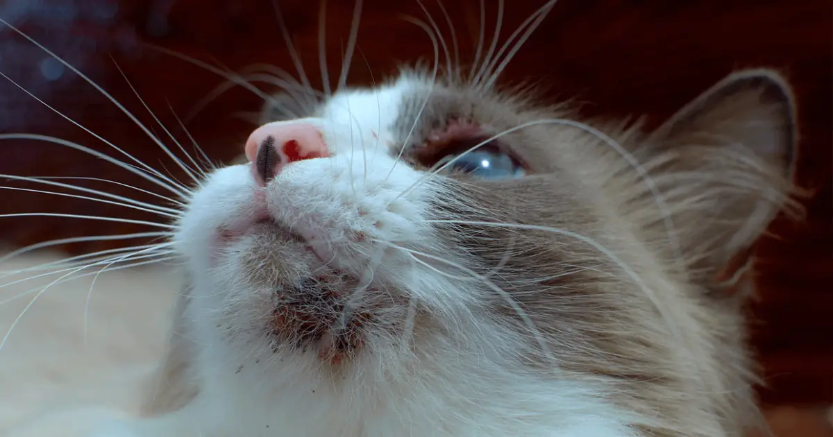 How To Recognize Cat Acne & How To Help Your Cat? | World Cat Finder