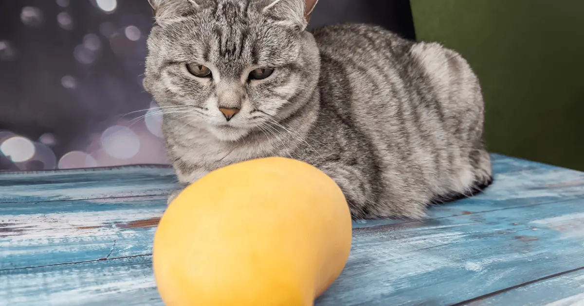 Should You Share Mango With Your Cat? | World Cat Finder