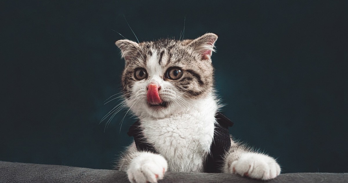 10 Fun Facts About Cat Tongue | World Cat Finder