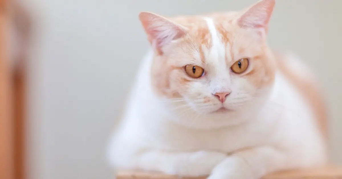 What Does A Term "Chonky Cat" Means? | World Cat Finder