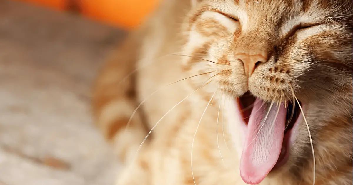 Do Cats Fart? What Does It Mean? - World Cat Finder