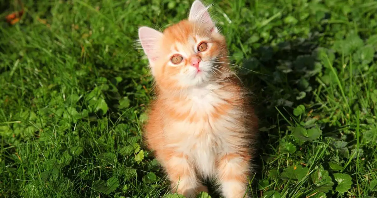 Why You Should Consider Giving Frontline Plus To Your Cat? | World Cat ...