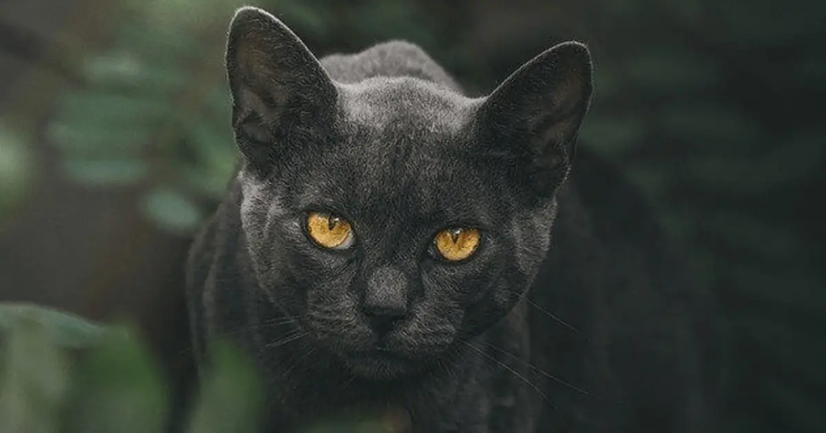 Bombay Cat Breed Characteristics & Info | World Cat Finder