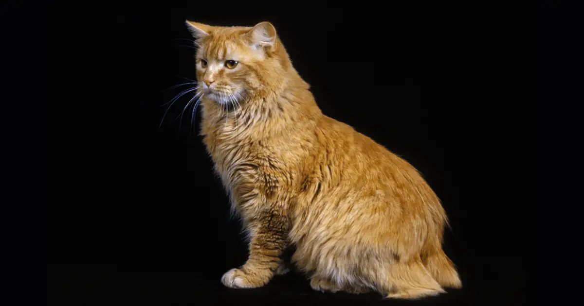 Cymric Cat Breed Characteristics & Info | World Cat Finder