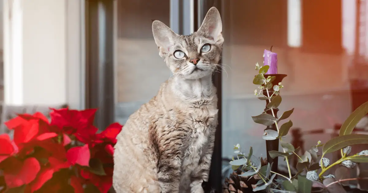Devon Rex Cat Breed Characteristics & Info | World Cat Finder