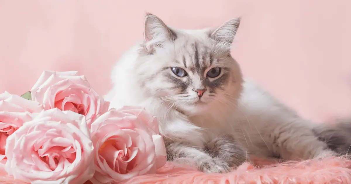 Neva Masquerade Cat Breed Characteristics & Info | World Cat Finder