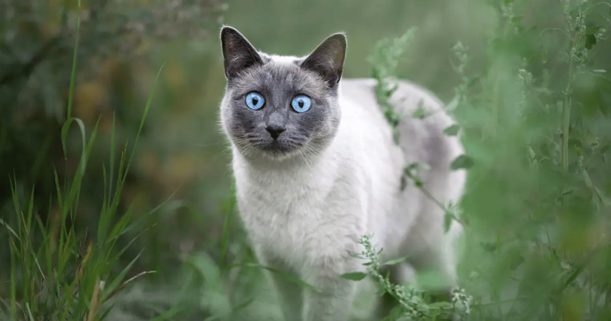 Thai Cat Breed Characteristics & Info | World Cat Finder