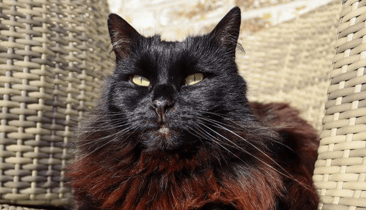 World Cat Finder - Welcome To The Cat's World